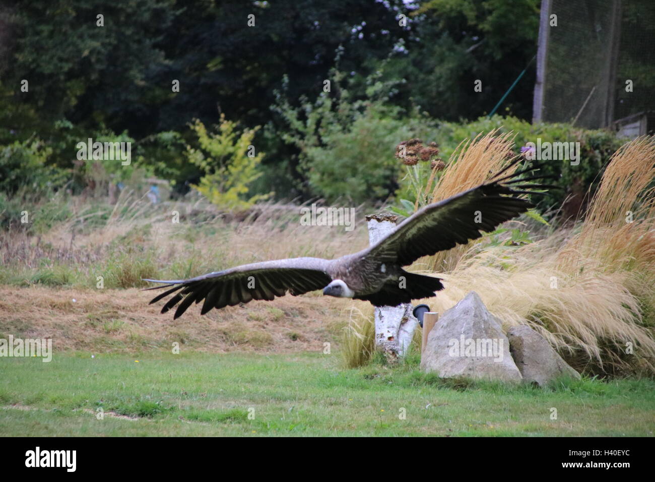 Vulture in flight Stock Photo - Alamy