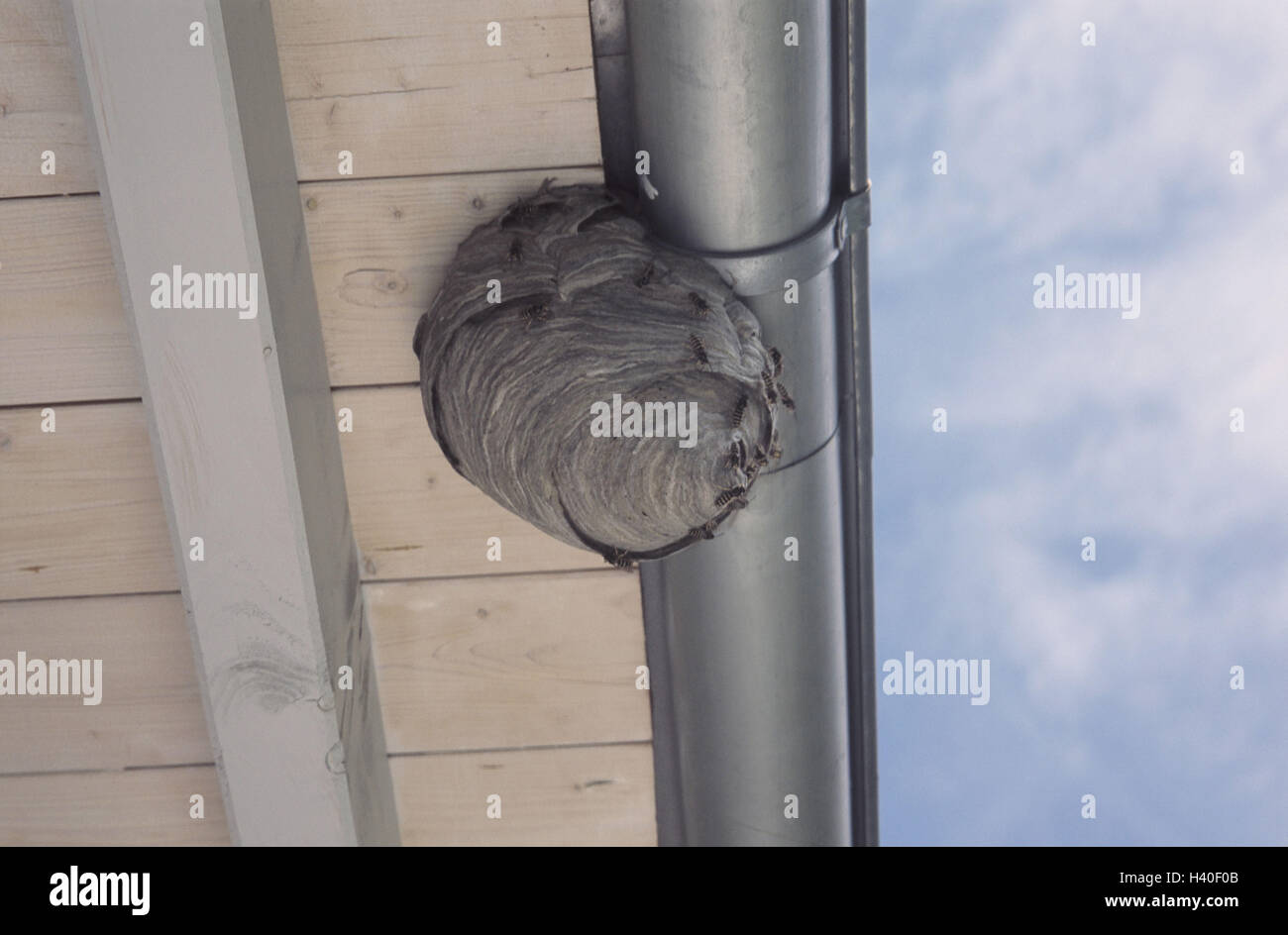 Roof, water gutter, wasps' nest, Saxon wasp, Dolichovespula saxonica ...