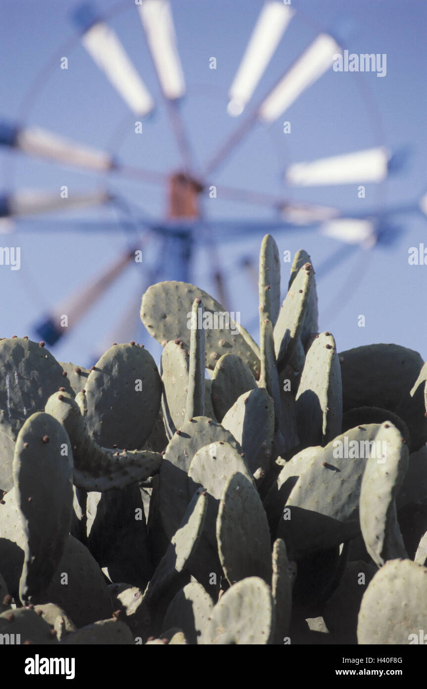 Spain, Majorca, fig cactus, wind turbine, detail, the Mediterranean Sea ...