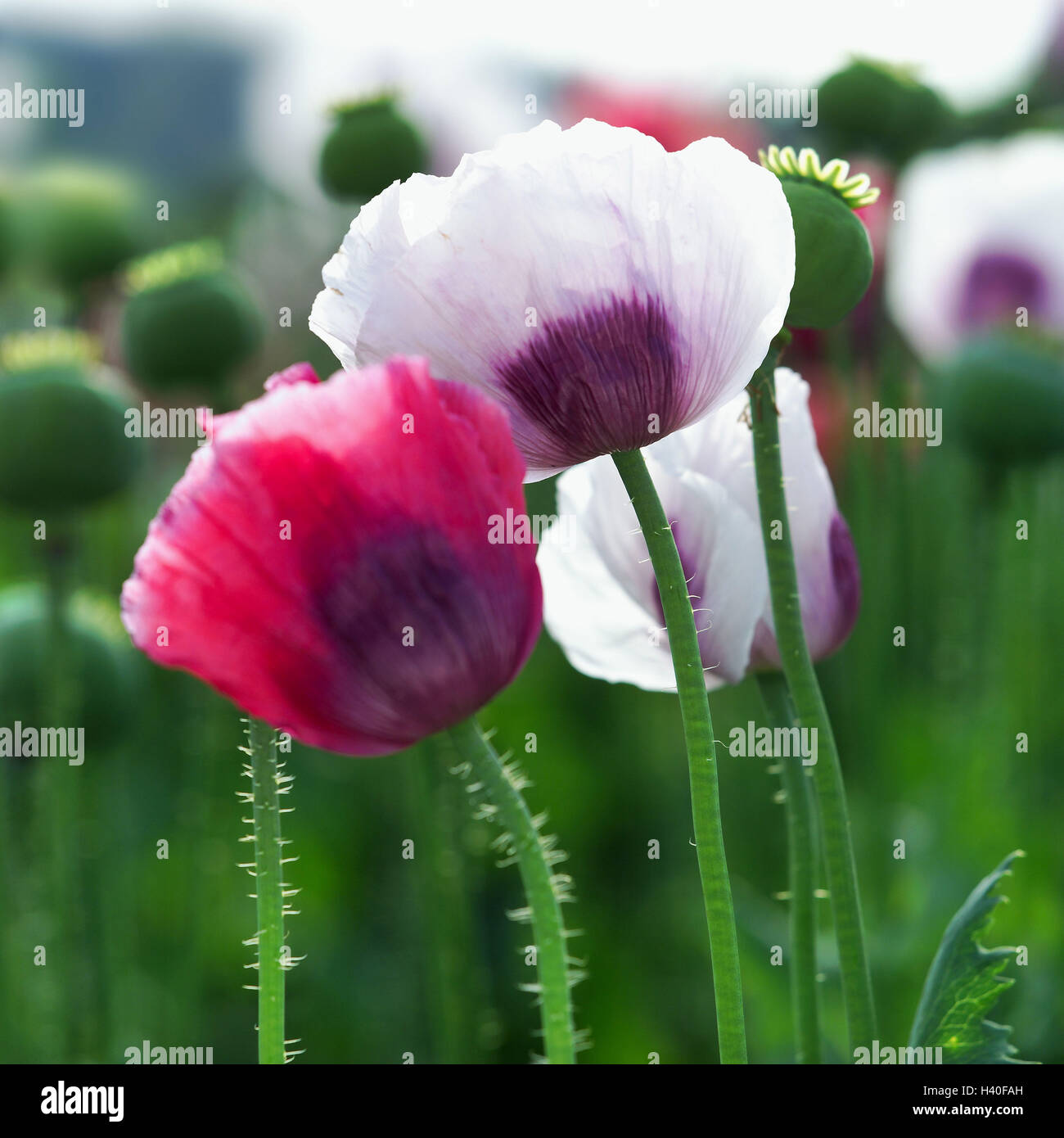 Poppies, grey poppy seed, detail, blossoms, poppy seed, Papaver spec ...