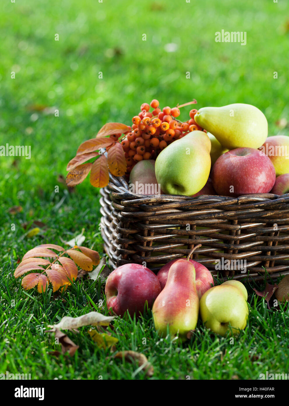 Autumn fruits box and colorful leaves on sunny garden Stock Photo - Alamy