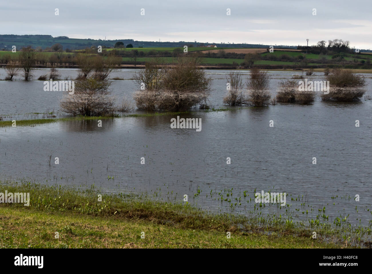 Hedgerows uncovering as flood waters recede across Curry Moor on the ...