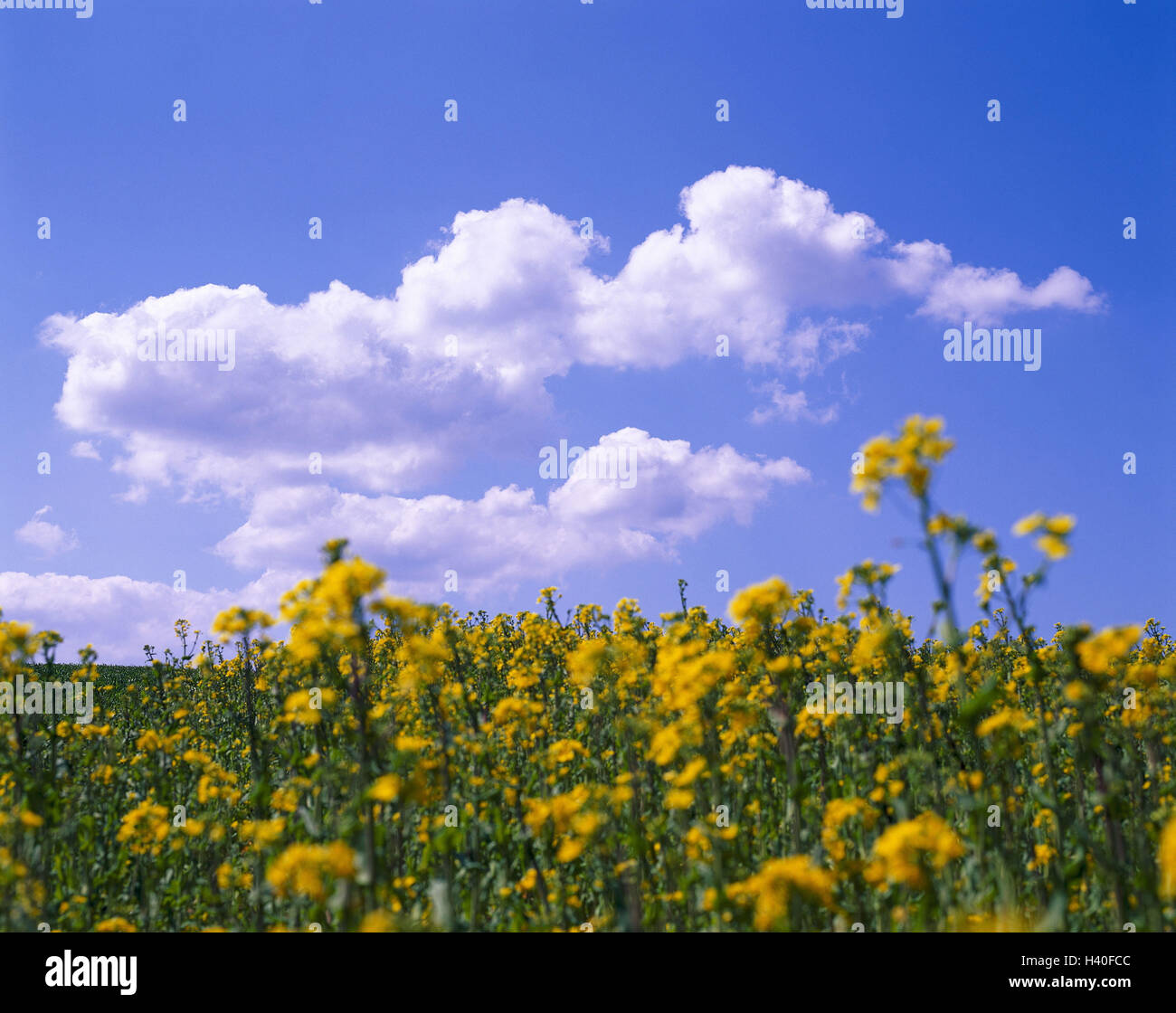 Rape field, blossom, meadow, field, cultivation, rape, rape cultivation ...