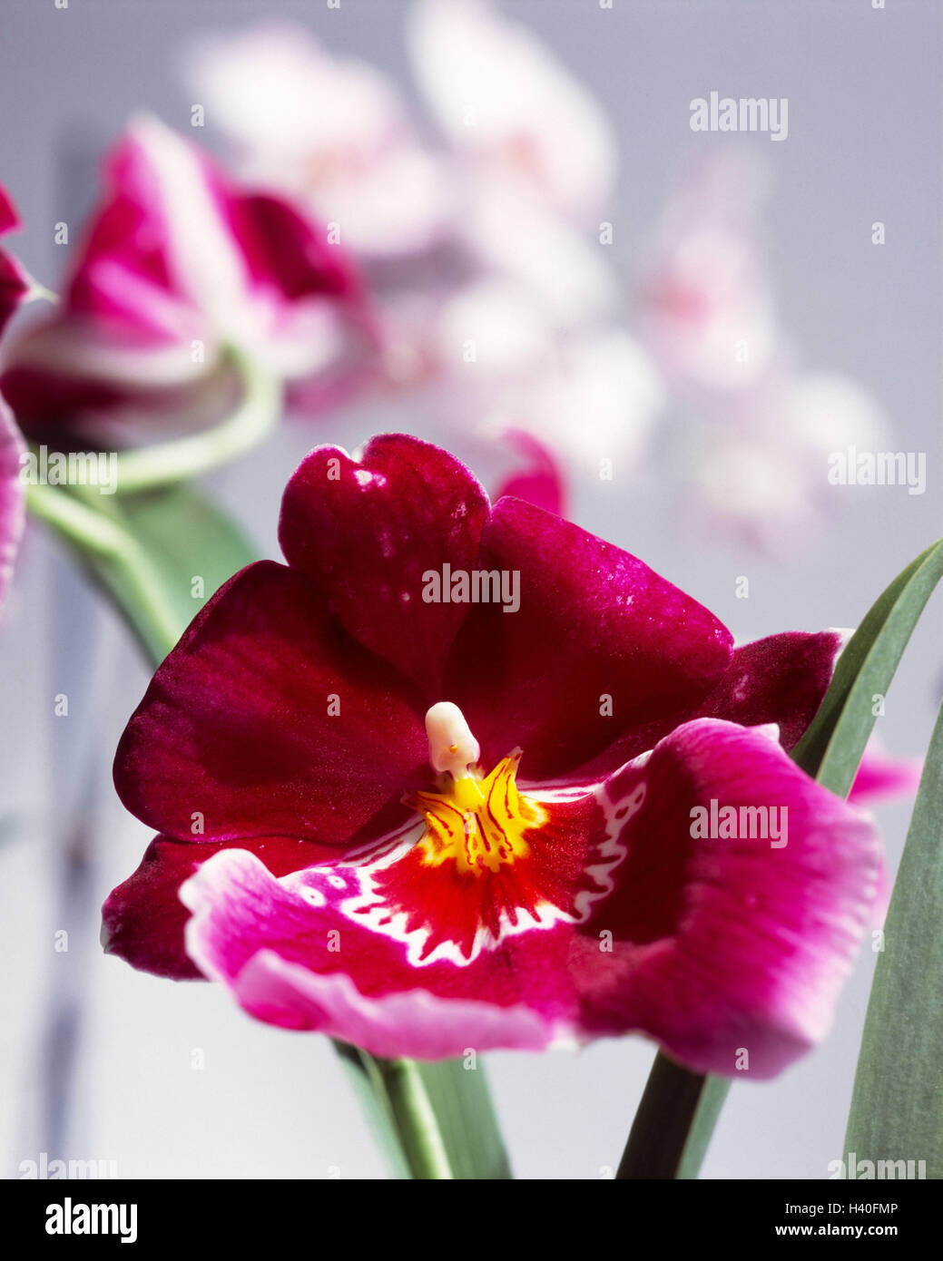 Orchid blossoms, blur, Miltonia, flower, plant, exotic, tropical ...