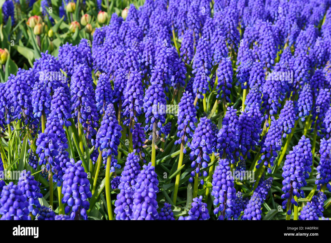 Closeup of blue bells fresh flowers at Keukenhof garden in Lisse ...