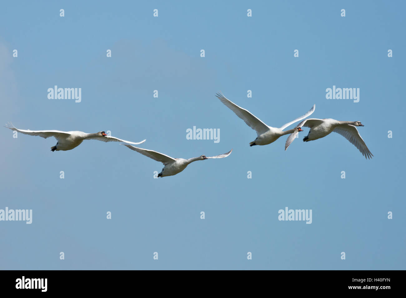 A group of four swans flying low over Aller Moor on the Somerset Levels ...