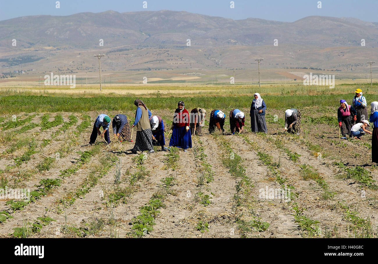 Turkey, workers, work in the fields, no model release south east ...