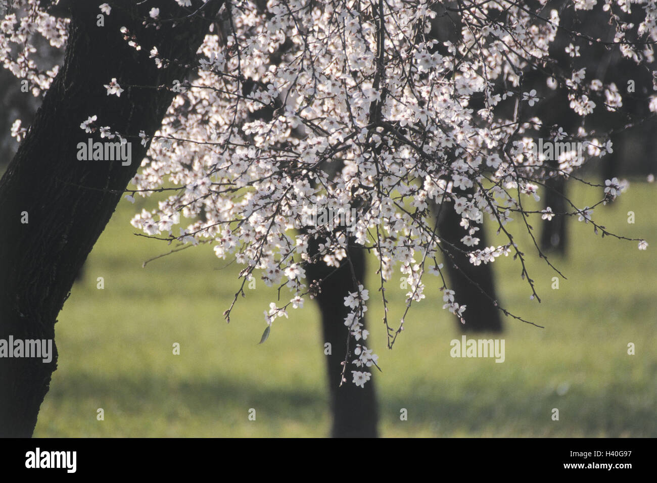 Almond tree, detail, branch, blossoms, spring, almond tree plantation ...