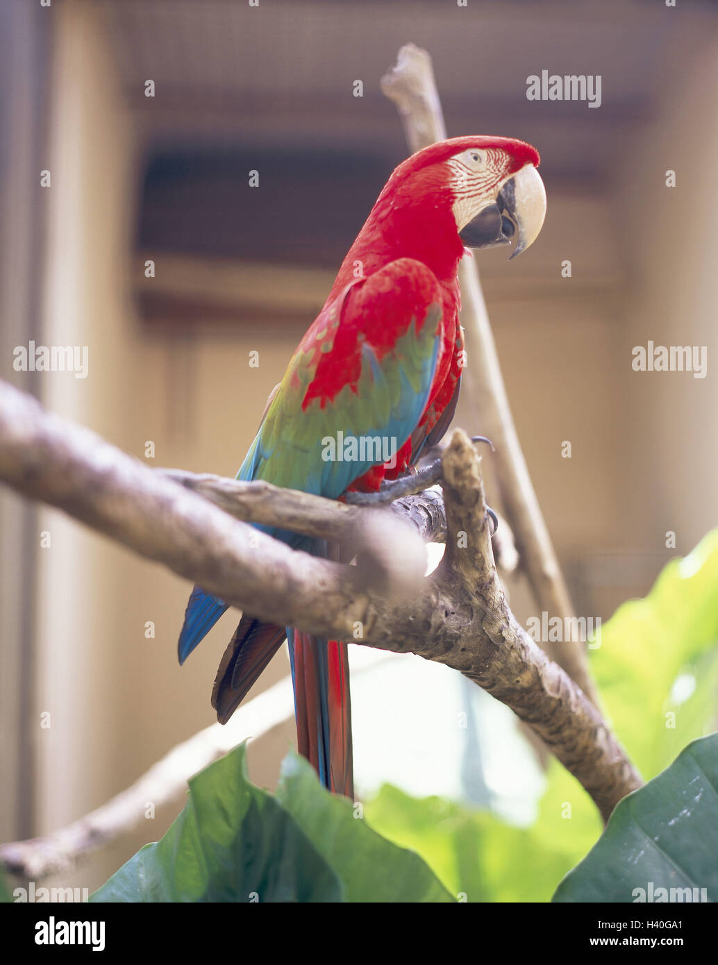 Aviary, branch, dark red Ara, Ara chloropterus, side view, animal world ...