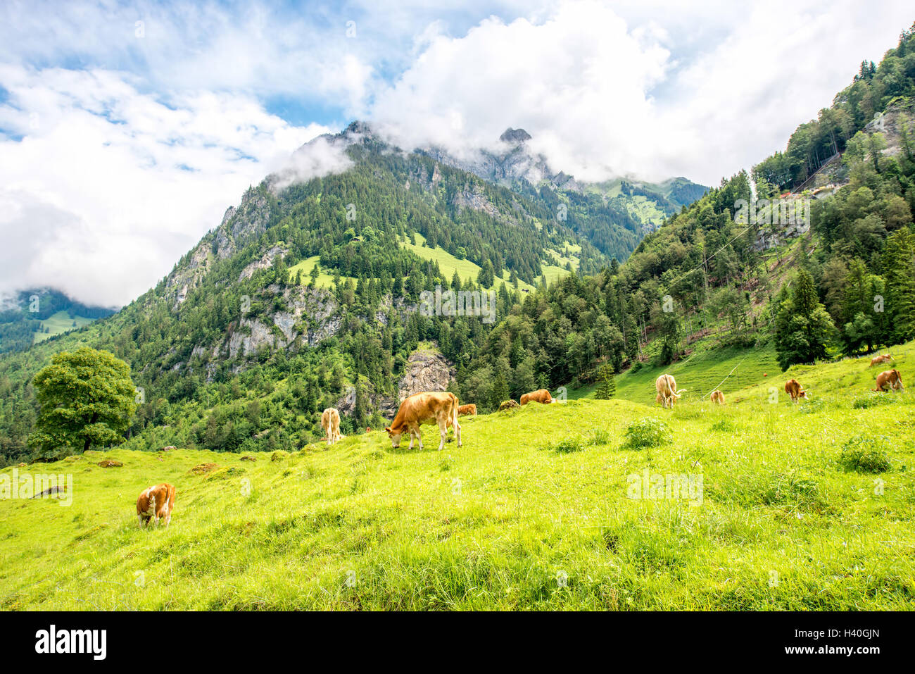 Swiss landscape view Stock Photo - Alamy