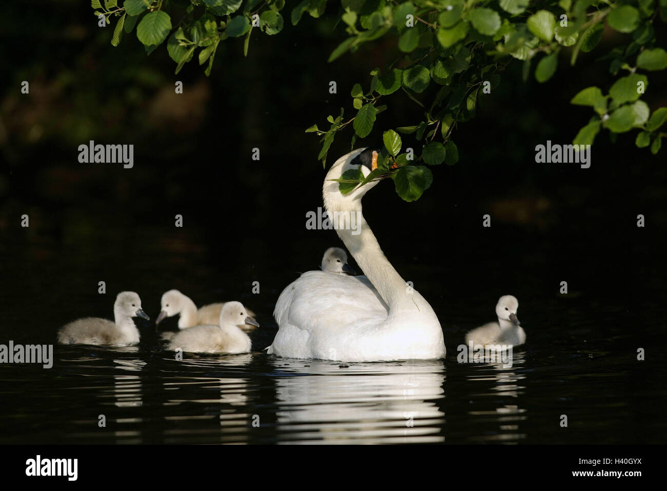 Lake, hump swans, Cygnus olor, mother animal, young animals, waters ...