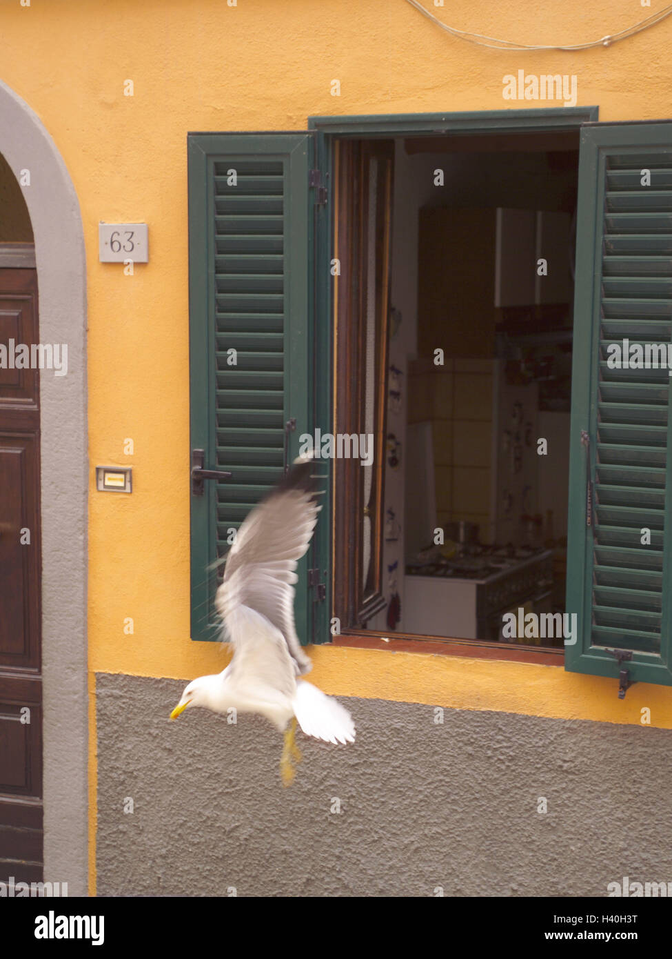 Residence, detail, silver seagull, Larus, argentatus, flight Alley ...