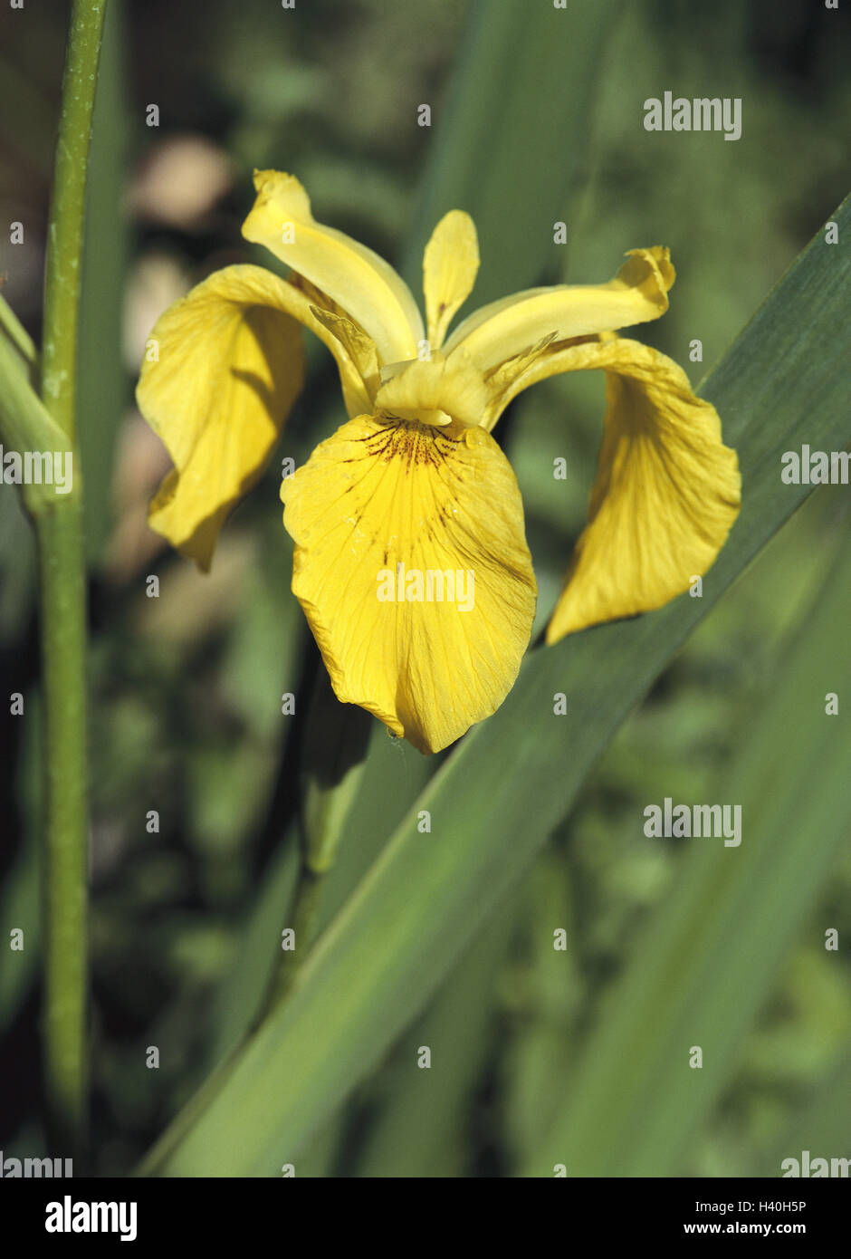 Yellow iris, iris pseudacorus, detail, blossom, yellow, nature ...