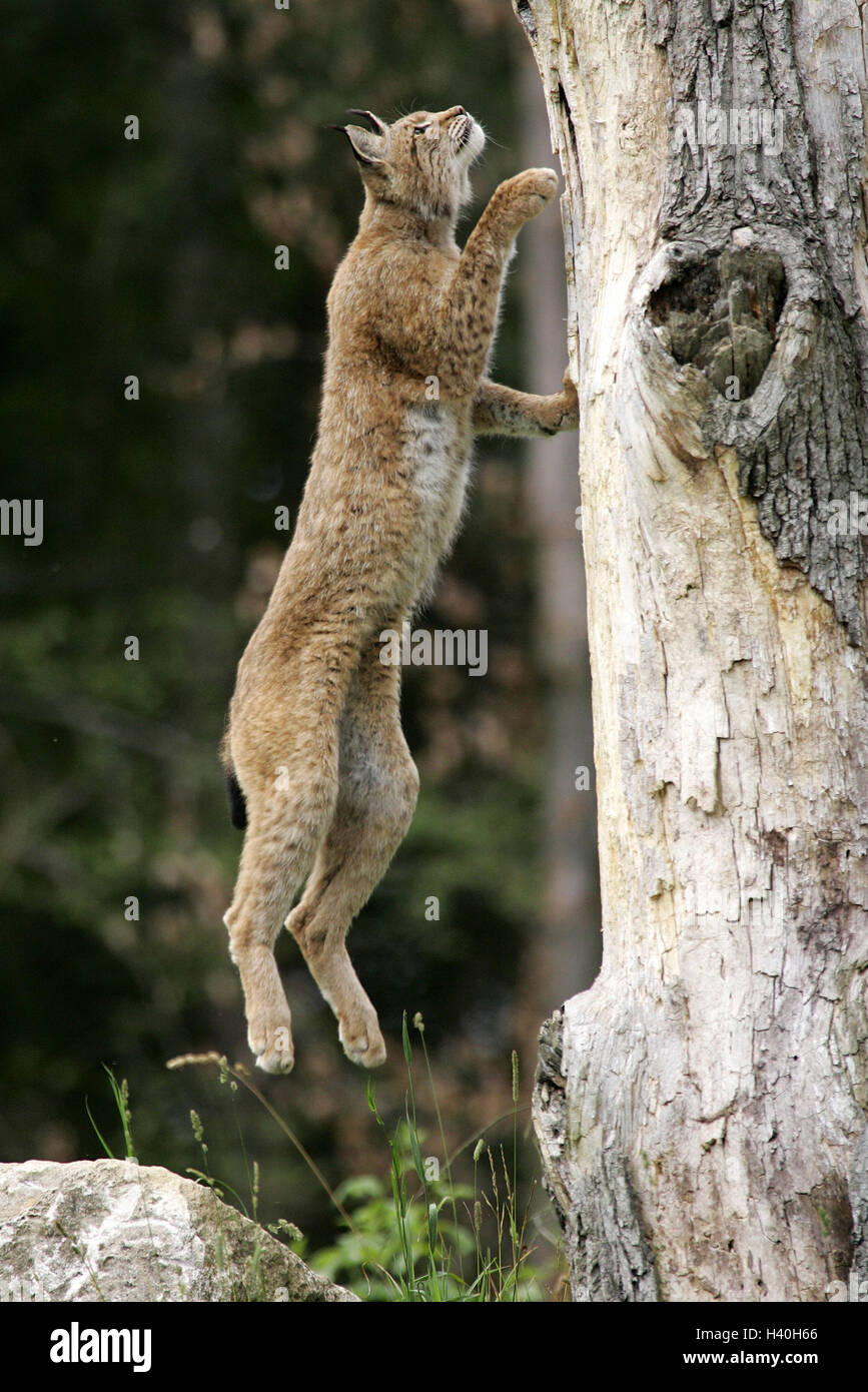 Animal park, Eurasian lynx, Lynx lynx, tree, jump, hunt zoo, animals ...