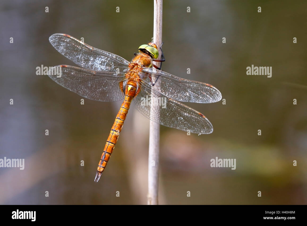 Norfolk hawker dragonfly (Aeshna isosceles) adult in Norfolk Broads ...