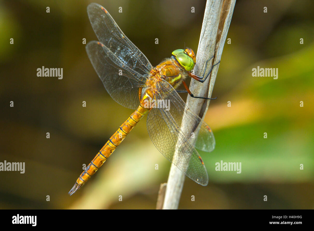Norfolk hawker dragonfly (Aeshna isosceles) adult in Norfolk Broads ...