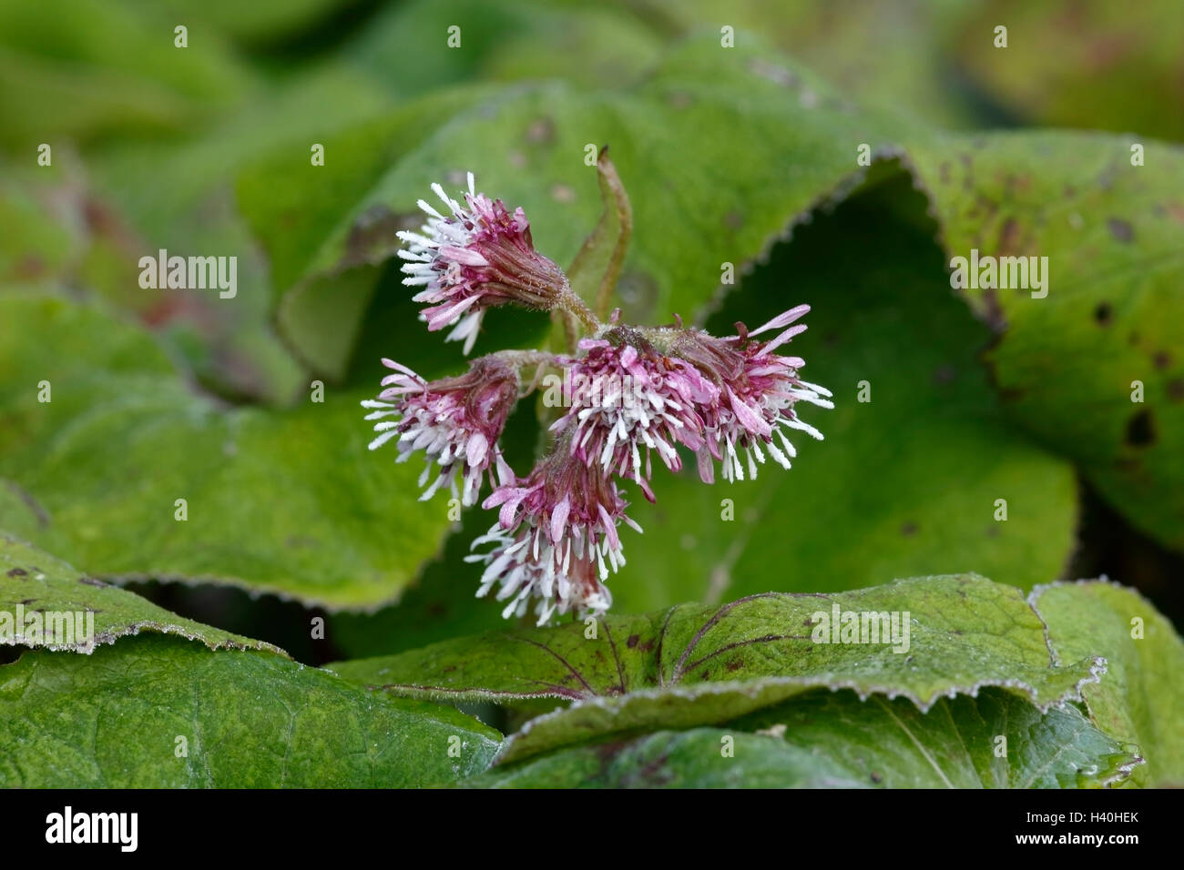winter heliotrope (Petasites fragrans) growing on roadside in spring ...