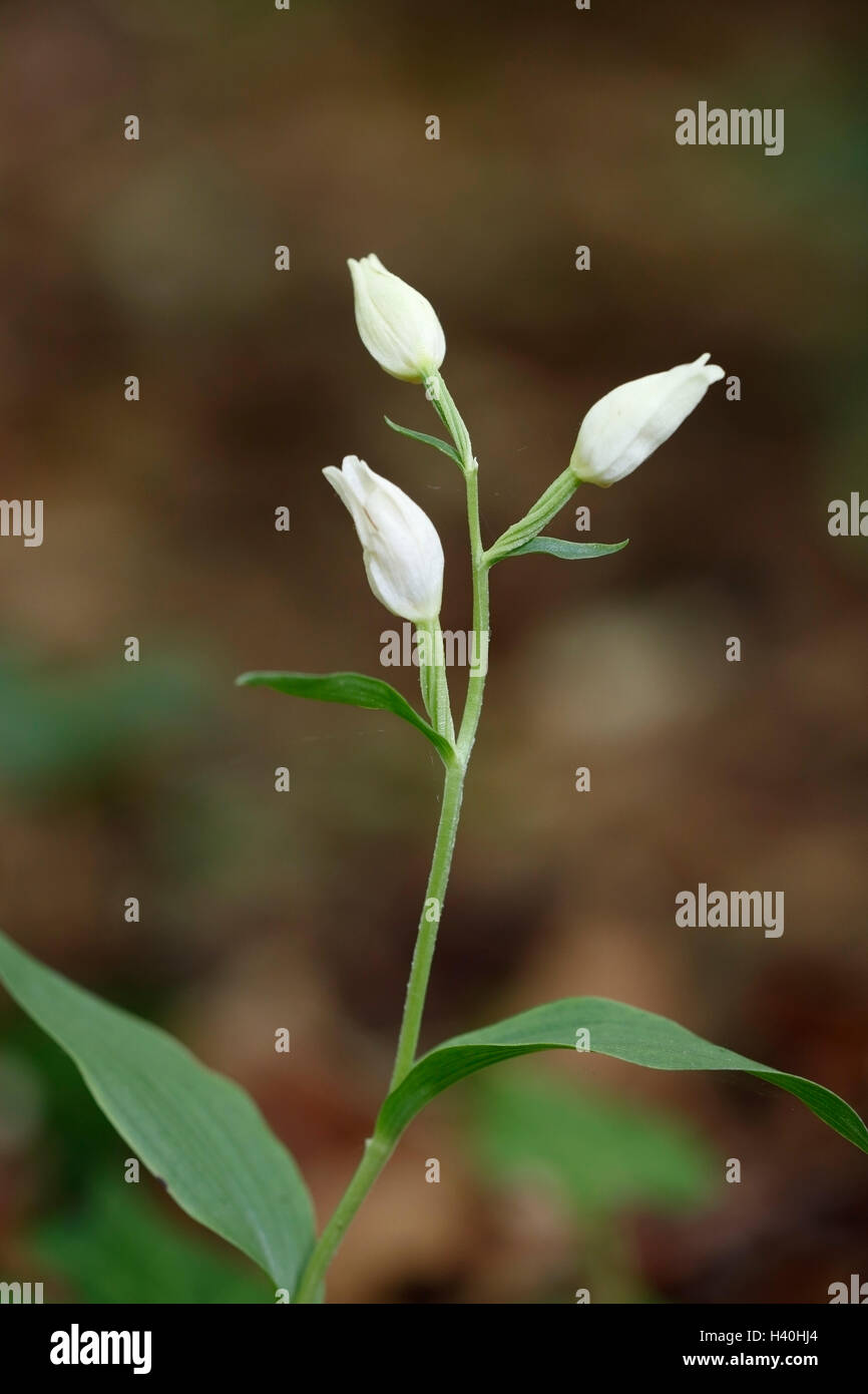 broad-leaved helleborine (Epipactic helleborine) in woodland site ...