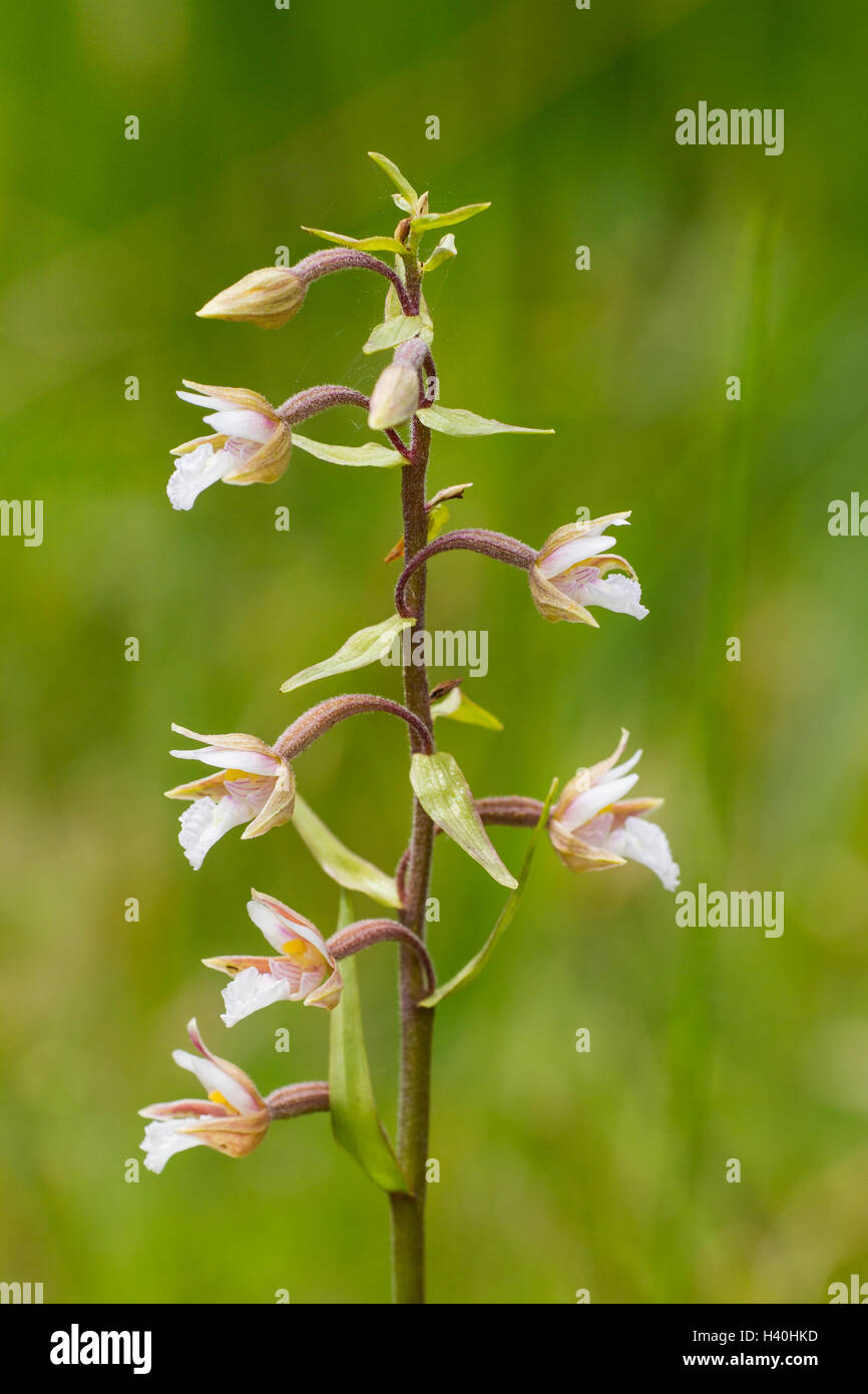 marsh helleborine orchid (Epipactis palustris) growing in meadow ...