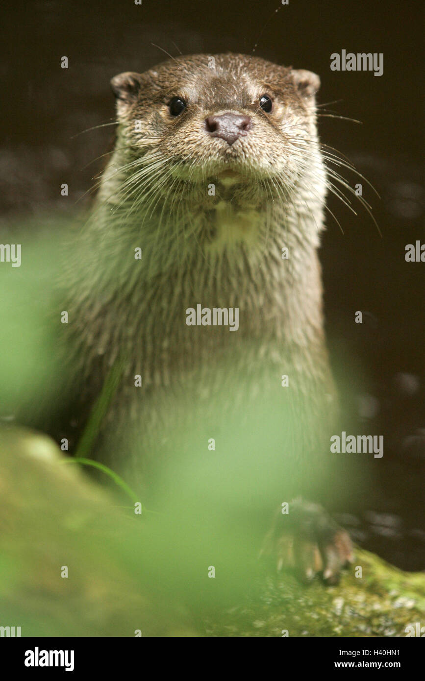 Lakeside, otter, Lutra lutra, portrait, animal world, Wildlife ...