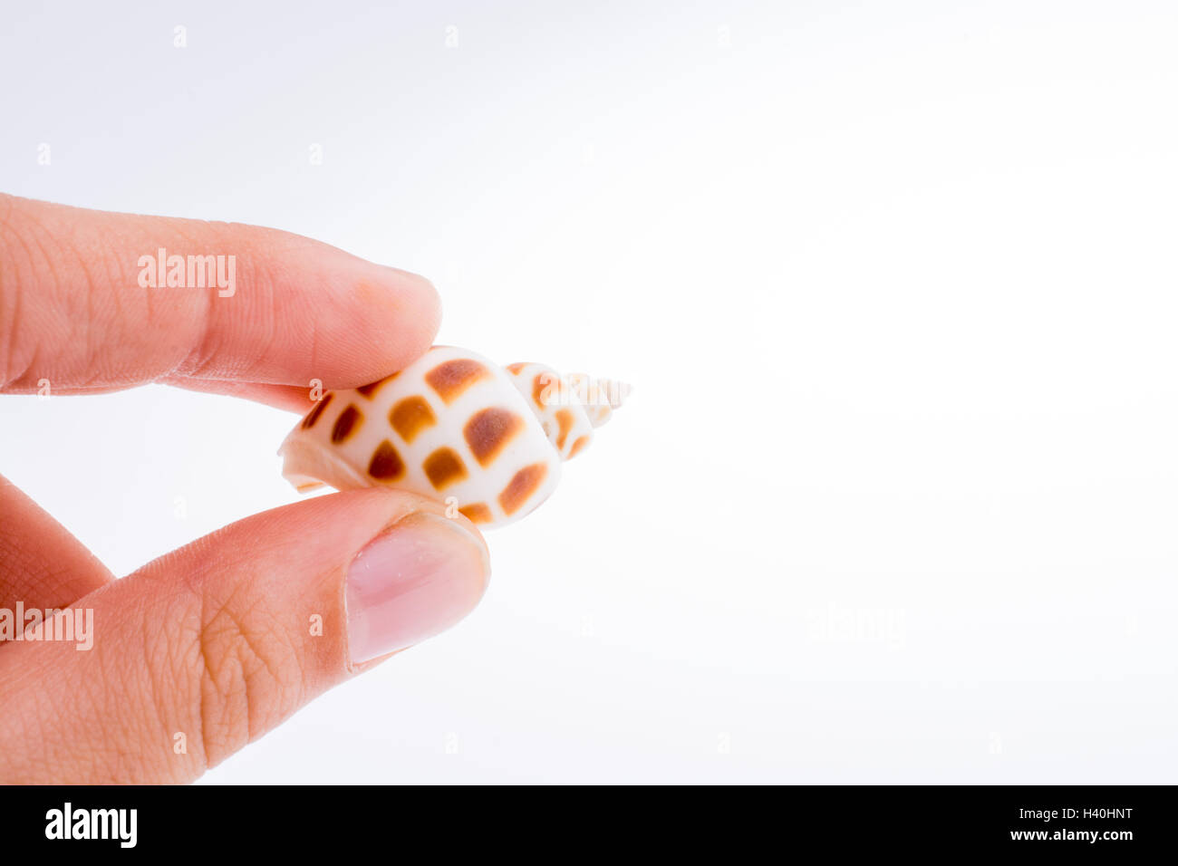 Hand holding Beautiful sea shell on a white background Stock Photo - Alamy
