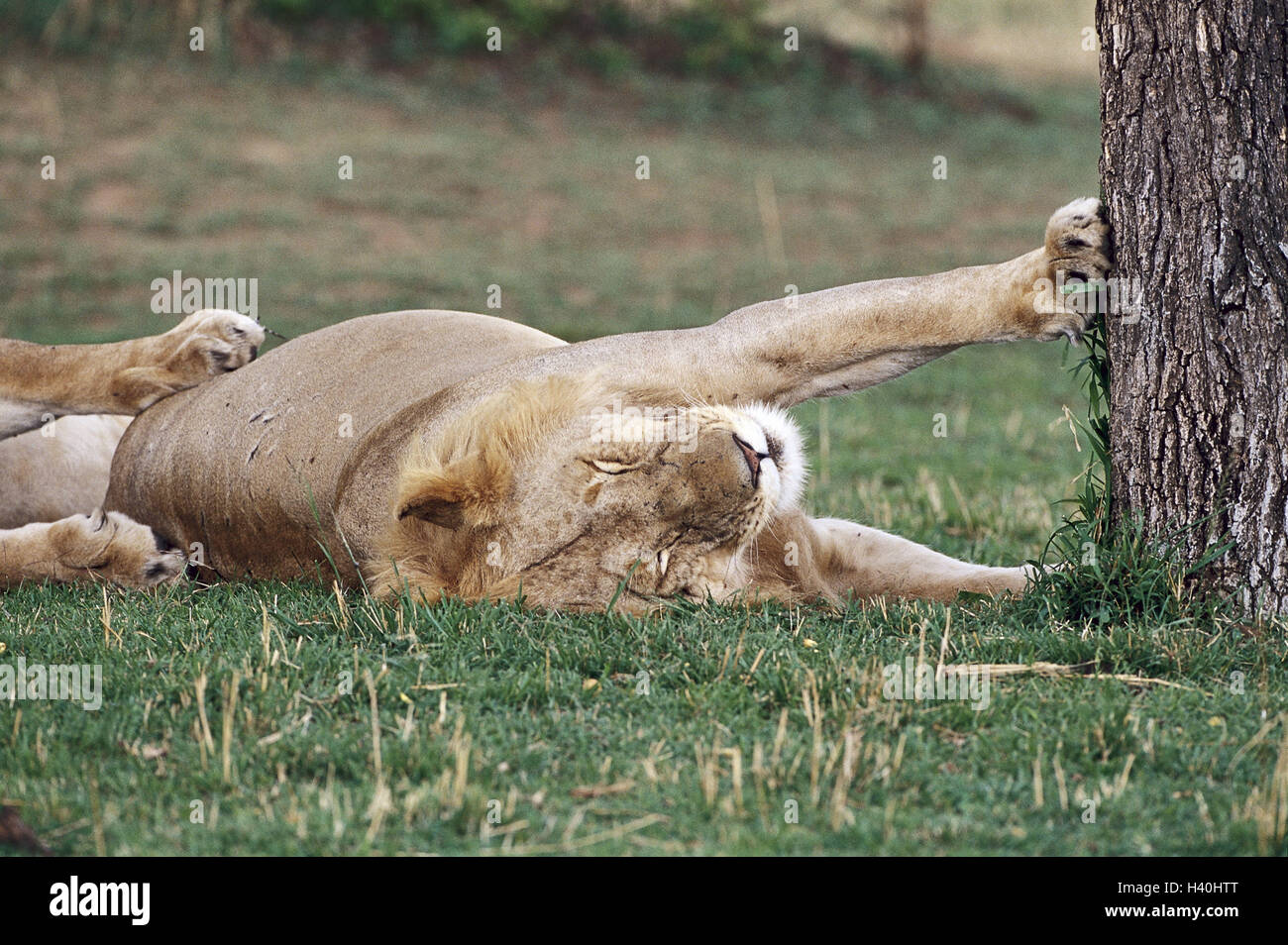 Lions, Panthera leo, lie, sleep, rest detail, nature, zoology, animal ...