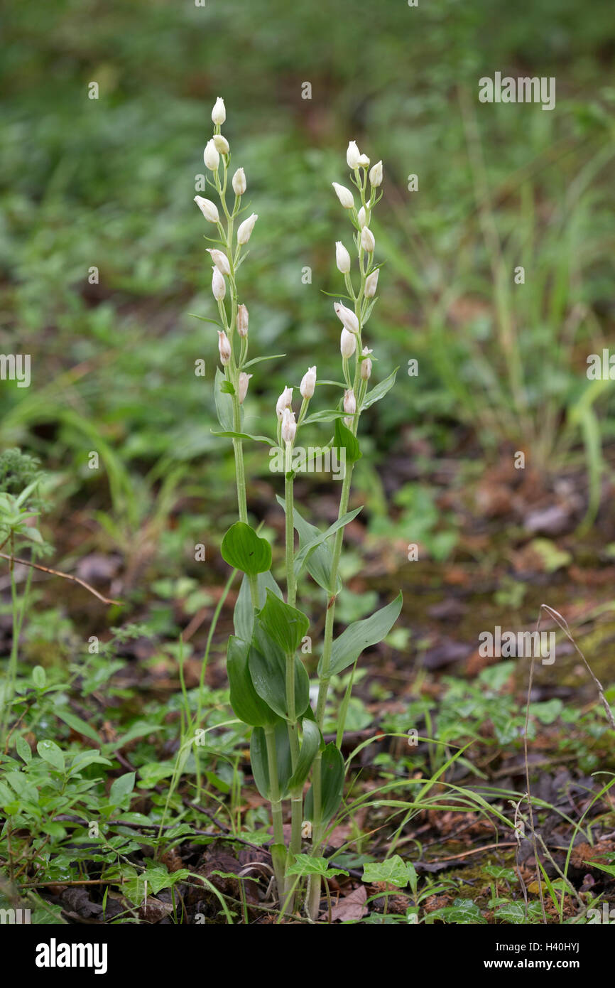 white helleborine (Cephalanthera damasonium) flowers growing in ...