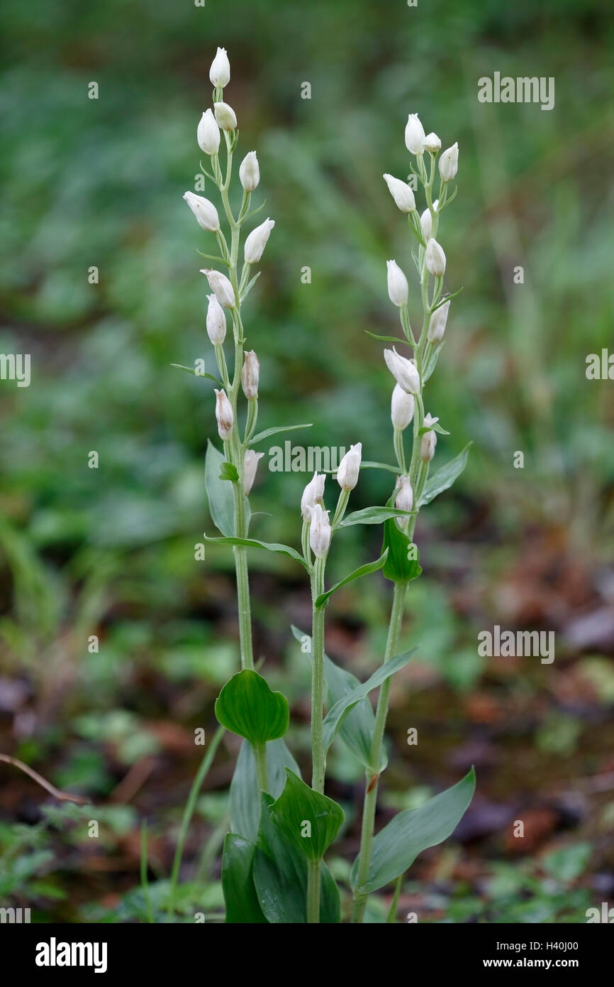 white helleborine (Cephalanthera damasonium) flowers growing in ...
