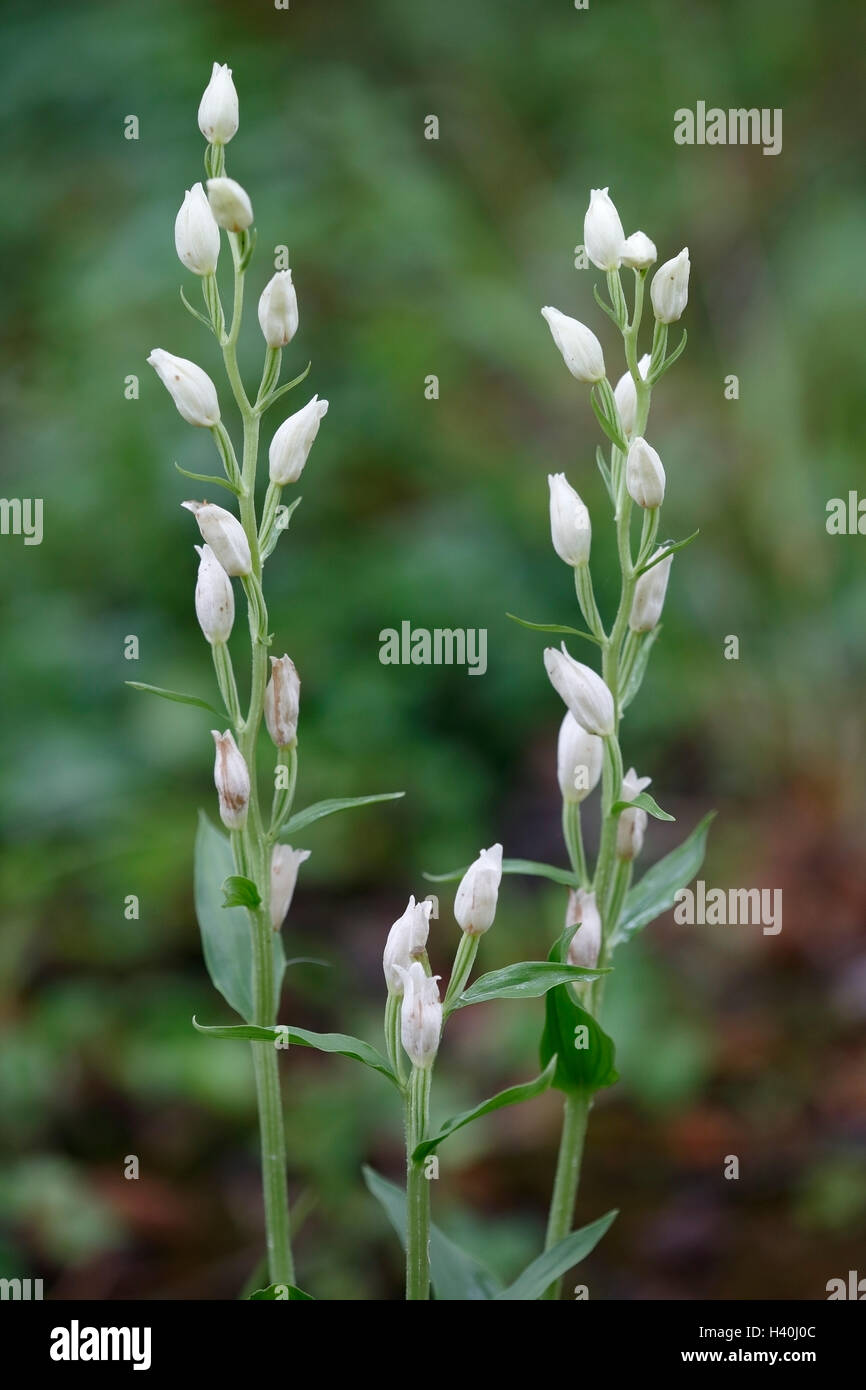 white helleborine (Cephalanthera damasonium) flowers growing in ...
