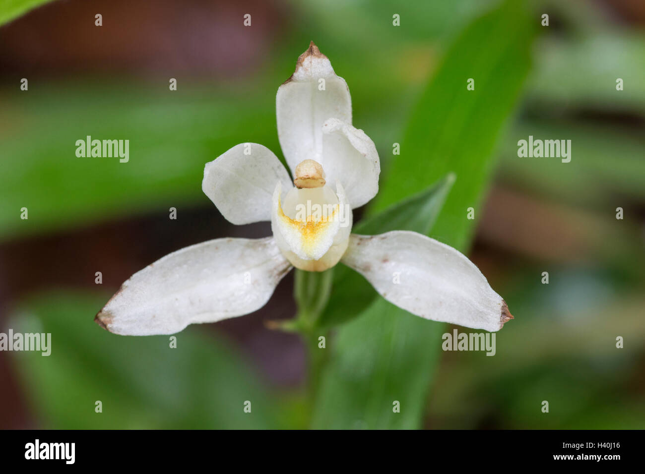 white helleborine (Cephalanthera damasonium) flowers growing in ...