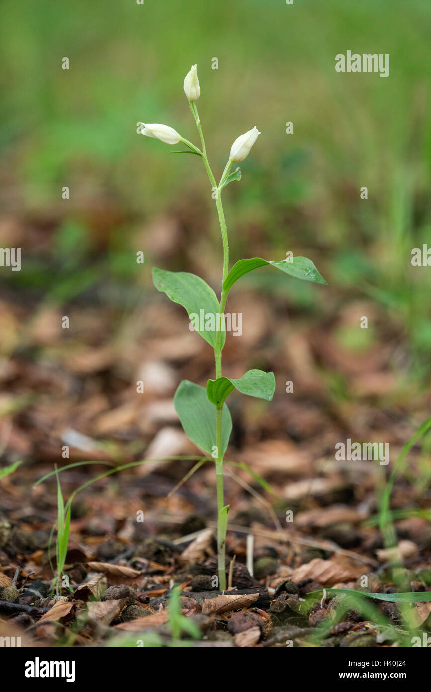 white helleborine (Cephalanthera damasonium) flowers growing in ...