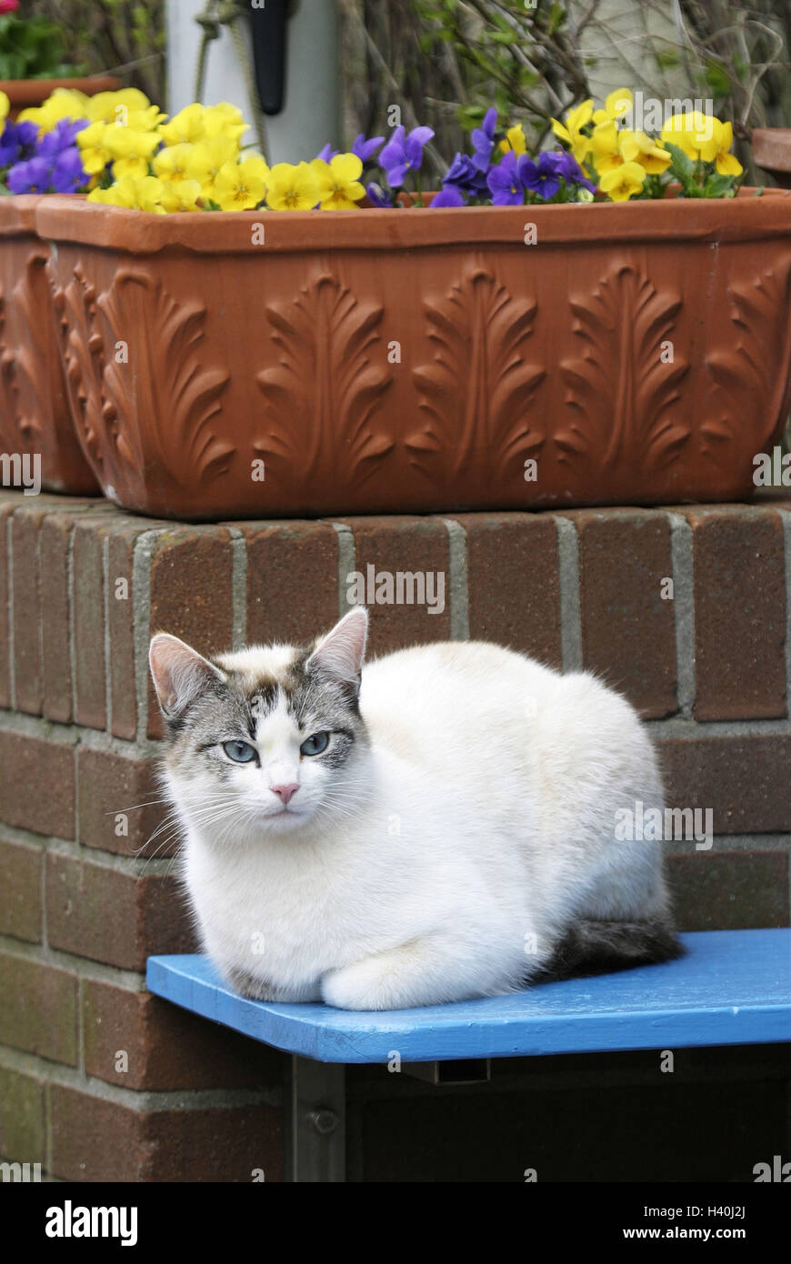 More poorly, wooden springboard, house cat, lie, attention, detail ...