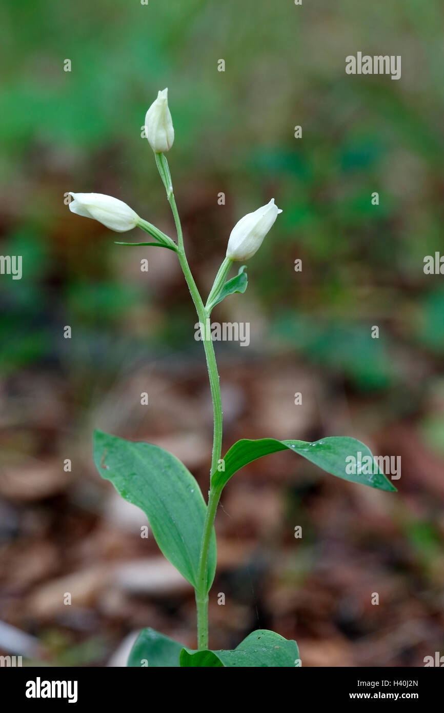 white helleborine (Cephalanthera damasonium) flowers growing in ...
