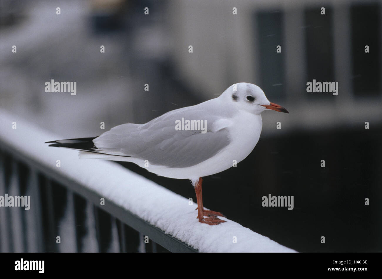 Gull, Larus spec, snow, animals, animal, birds, bird, seagull, sea bird ...