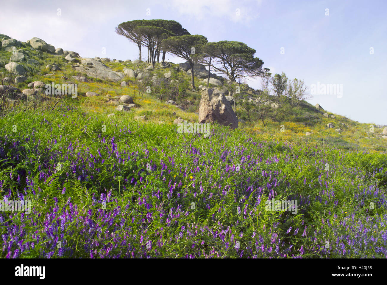 Italy, island Elba, mountain landscape, vegetation, flowers, trees ...