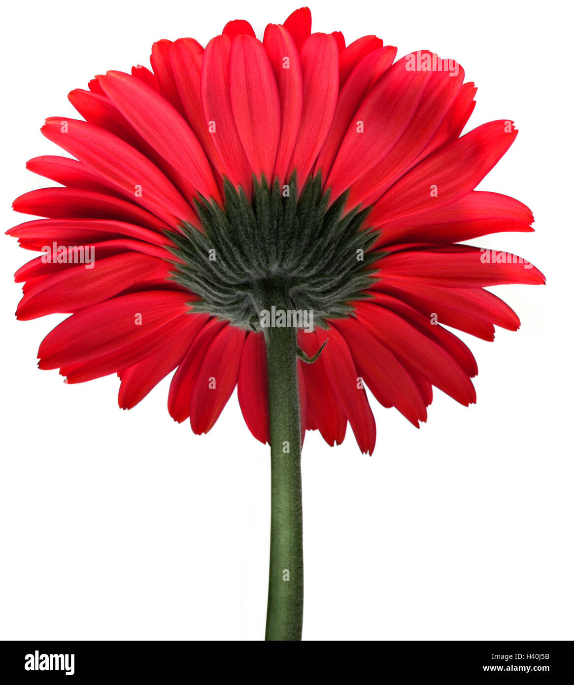 Gerbera, flower head, red, from below, plants, plant, flowers, flower ...