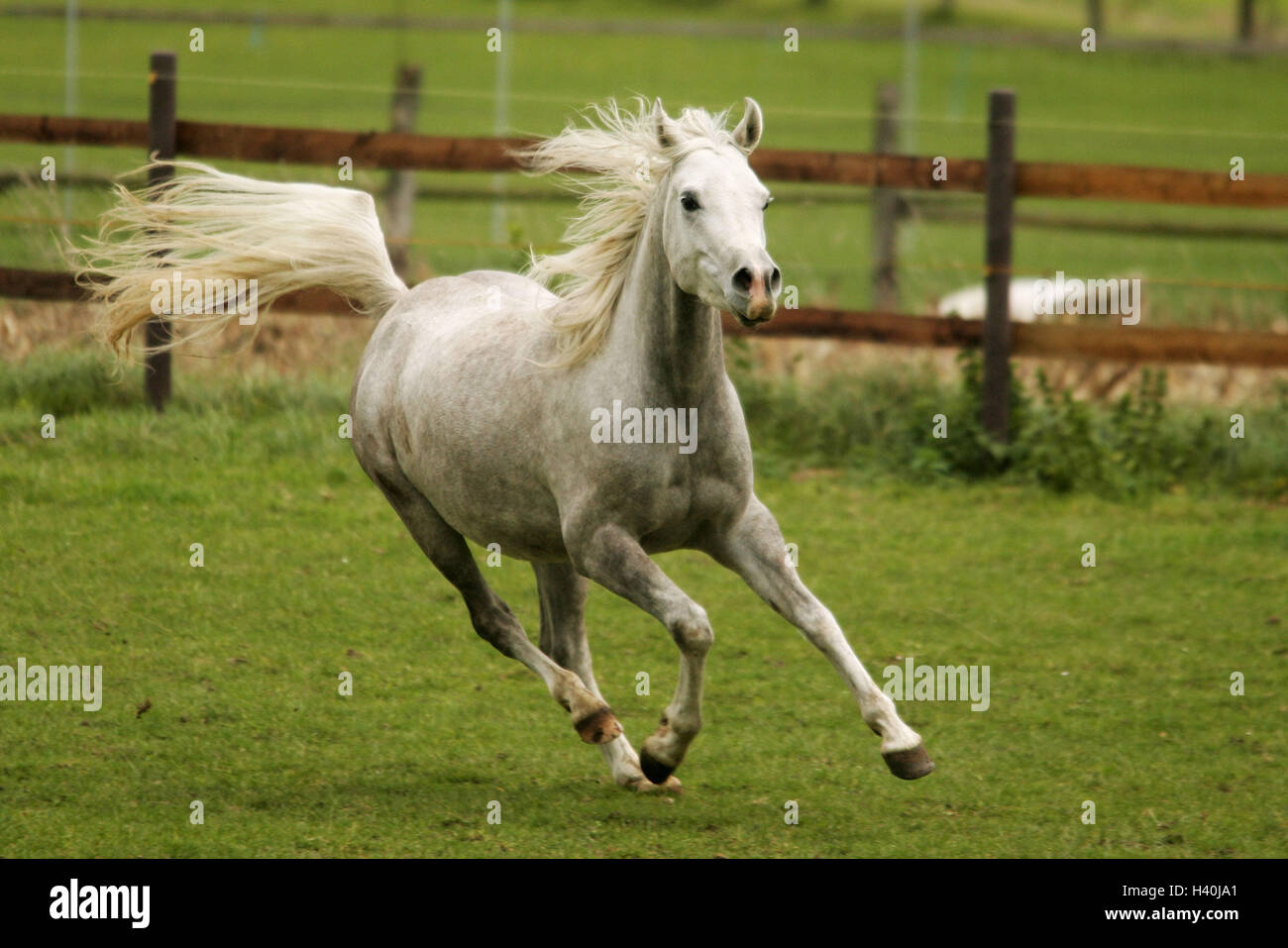 Meadow, horse, Arab, gallop, animals, animal, mammals, mammal, uncloven ...