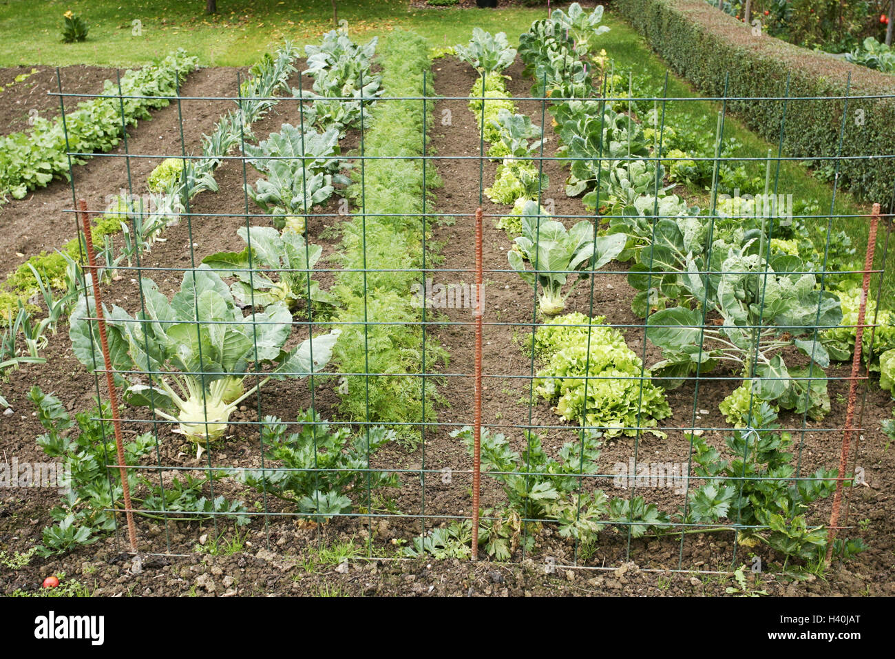 Farm, vegetable garden, fence, garden, cultivation, vegetables, plants ...