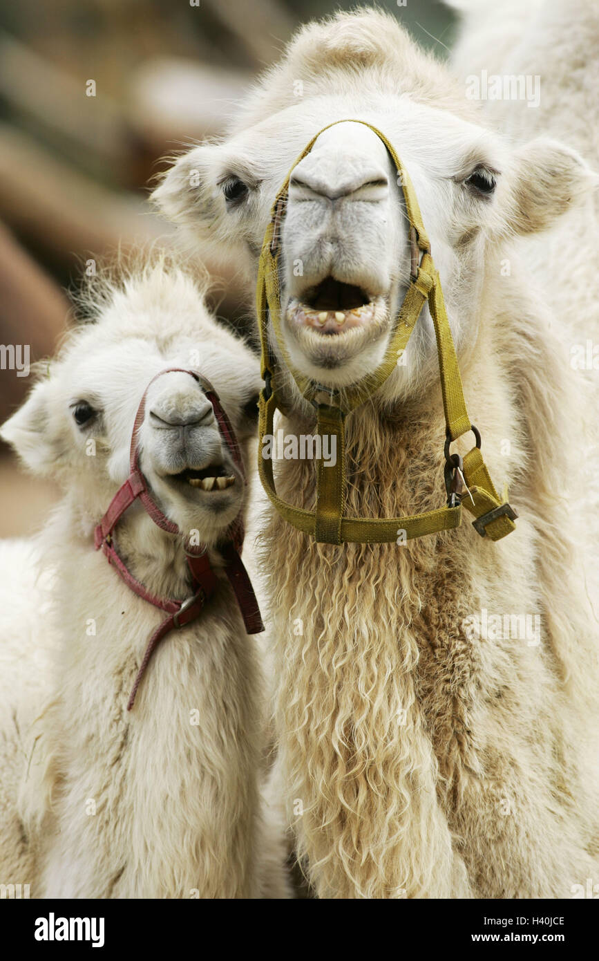 Zoo, animals, Camelus bactrianus, portrait animal park, animals ...