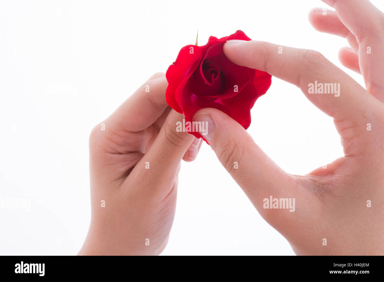 Hand holding a red rose on a white background Stock Photo - Alamy