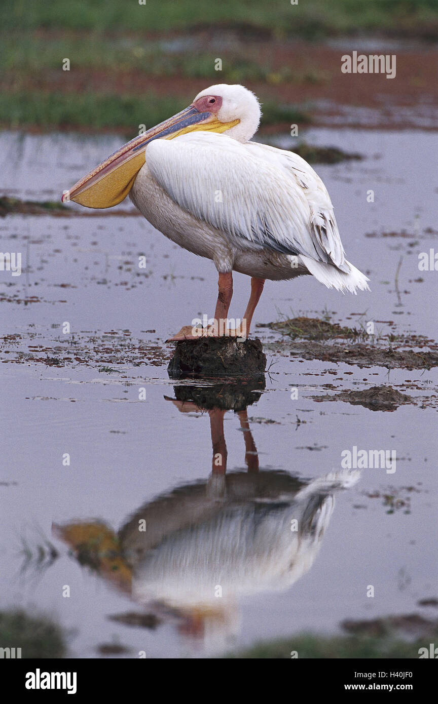 Lakeside, Rose's pelican, Pelecanus, onocrotalus, nature, lake, water ...