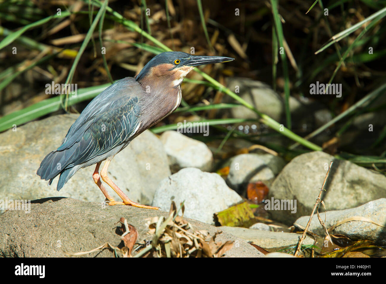 striated heron (Butorides striata) standing on rocks near stream ...