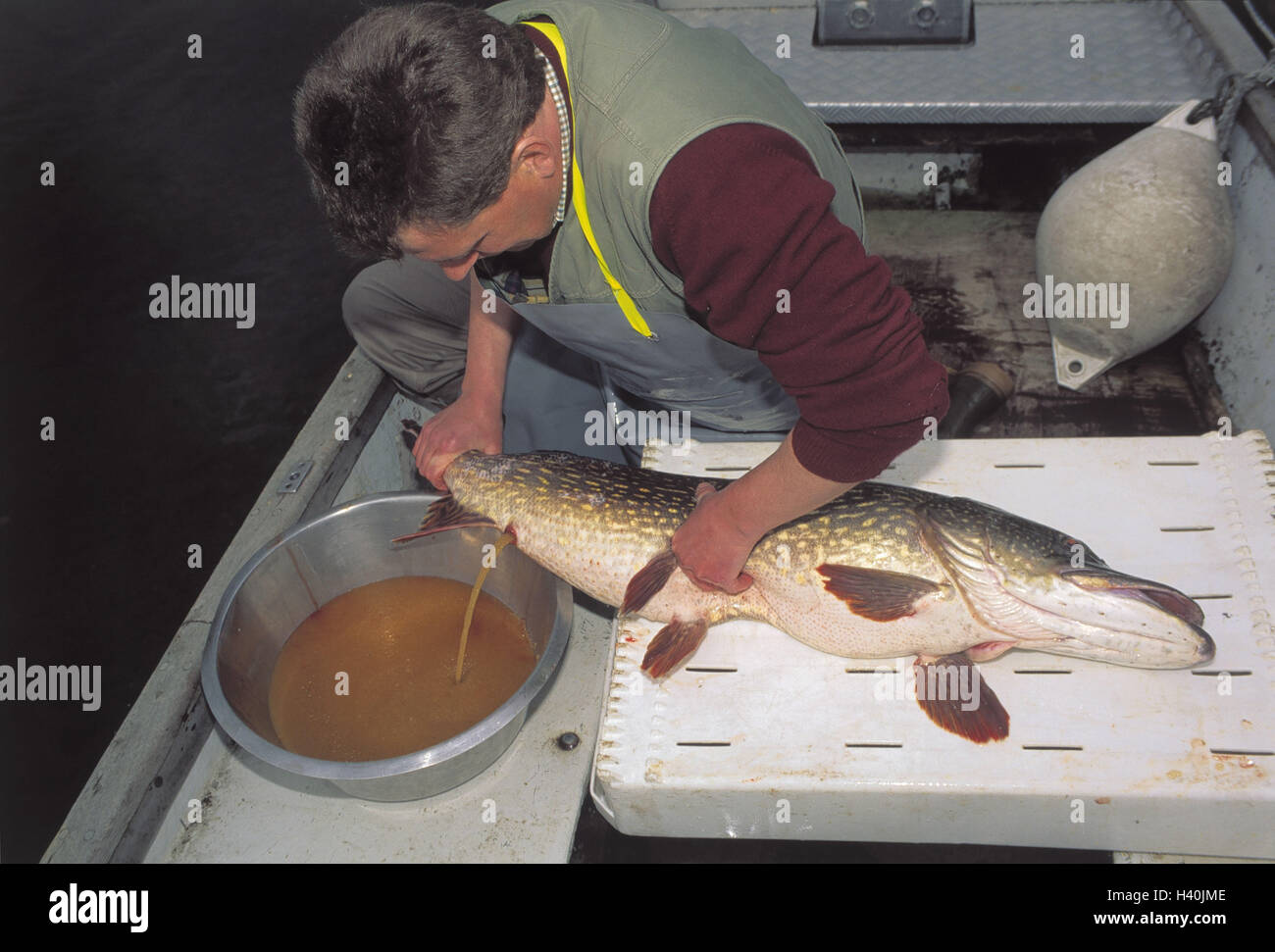 Germany, Selenter lake, fishing boat, man, pike, spawn production by ...