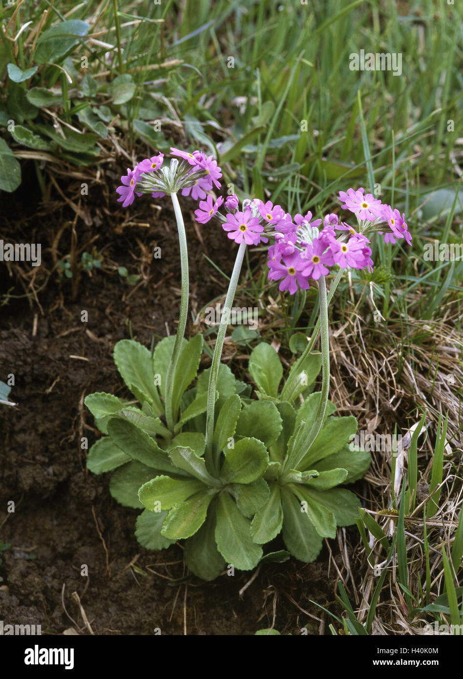 Alpine grassland, flour primroses, Primula farinrosa nature, botany ...