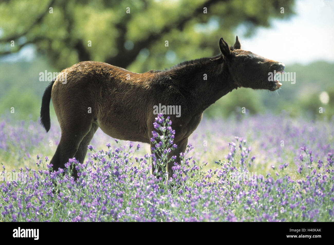 Horse, Lusitaner foal, neigh, side view, flower meadow, animals, mammal ...