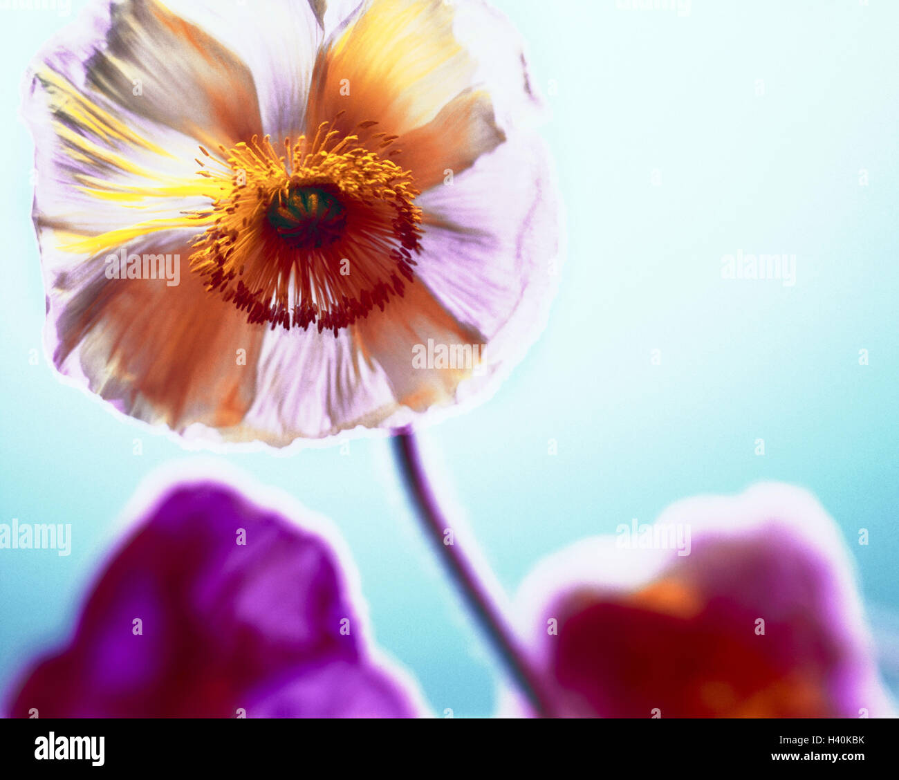Poppy, Papaver spec., manipulated, clap poppy seed, Papaver rhoeas ...