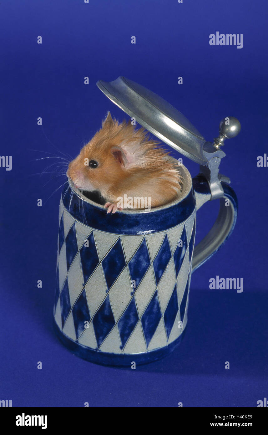 Beer mug, golden hamster, Mesocricetus auratus, curiosity mammals ...
