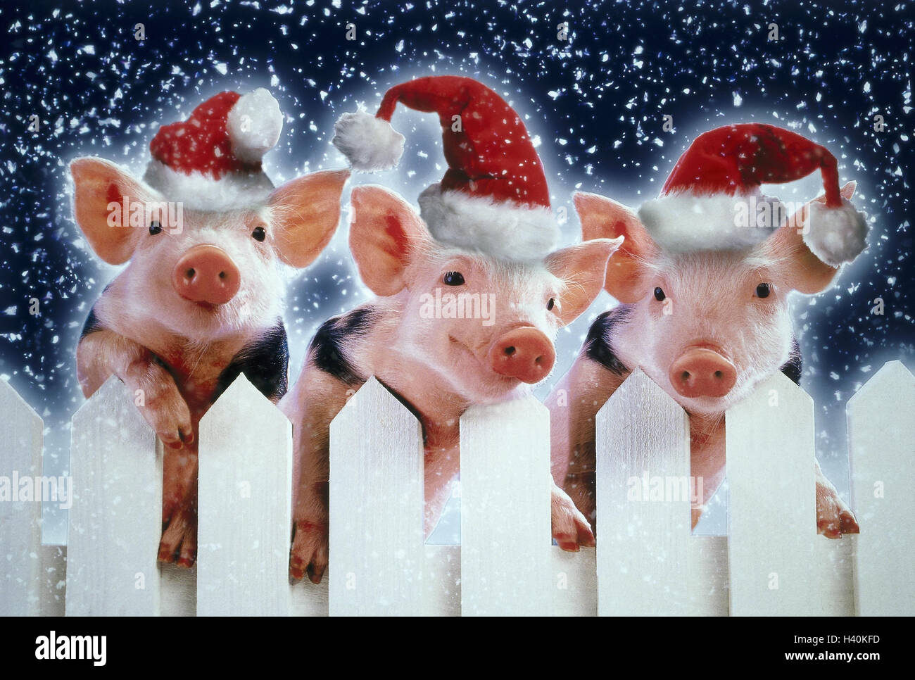Piglet, Santa's hats, garden fence, snowfall studio, Composing ...