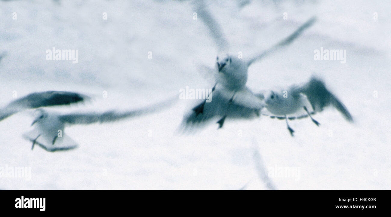 Gulls, flight, blur, birds, water birds, gull birds, Laridae, fly Stock ...