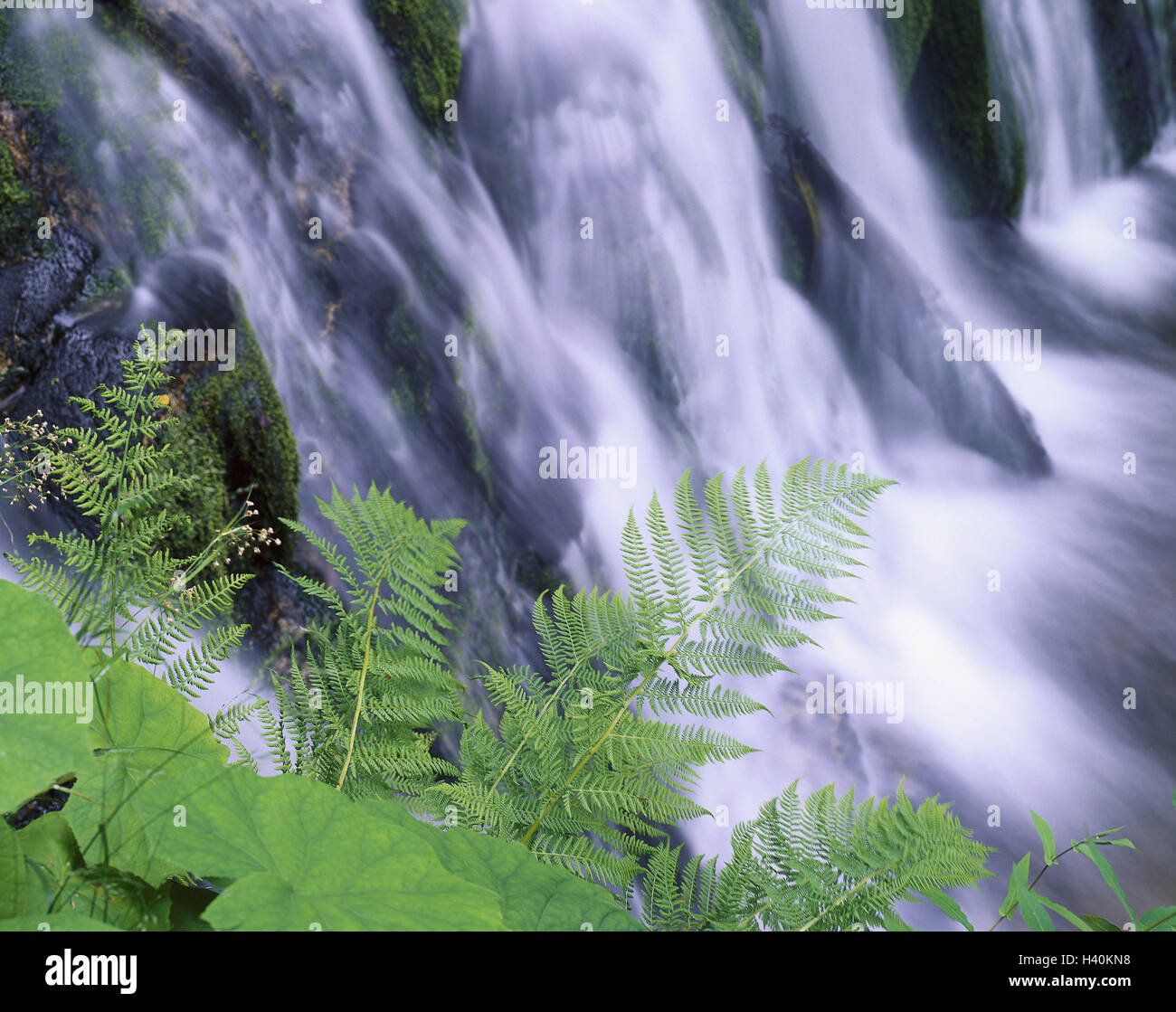 Mountain brook, waterfall, detail, shore, fern leaves, wood, brook ...